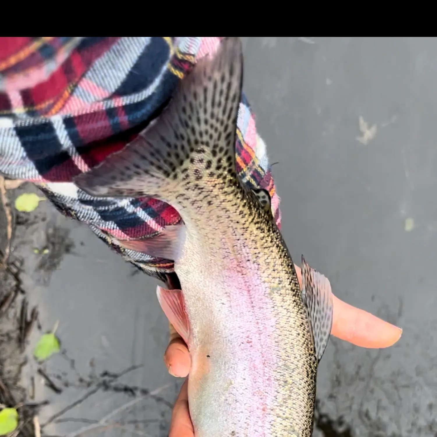 ᐅ Cenaiko Lake fishing reports🎣• Coon Rapids, MN (United States) fishing