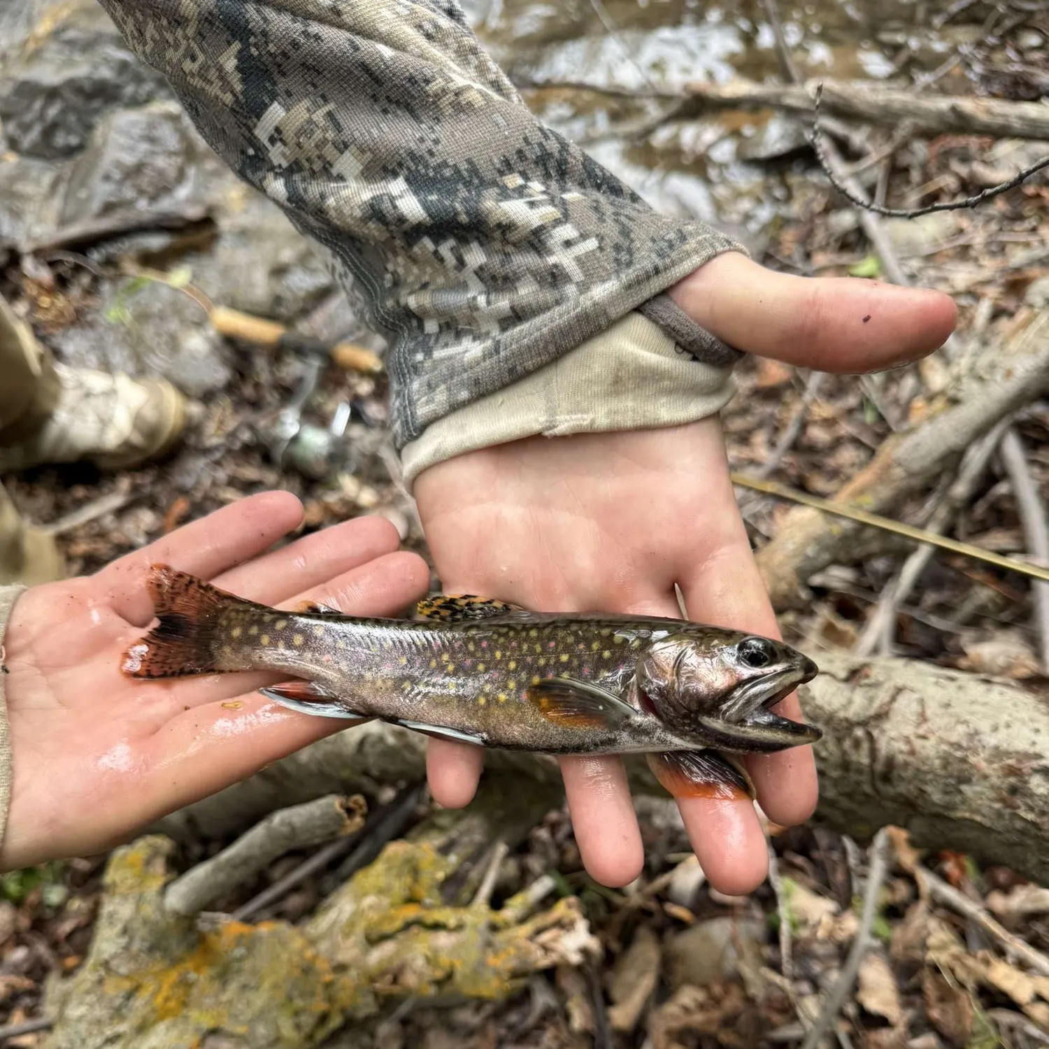 Fishing in Reno, NV (United States) ️️️️ Find Spots, Species & Tips