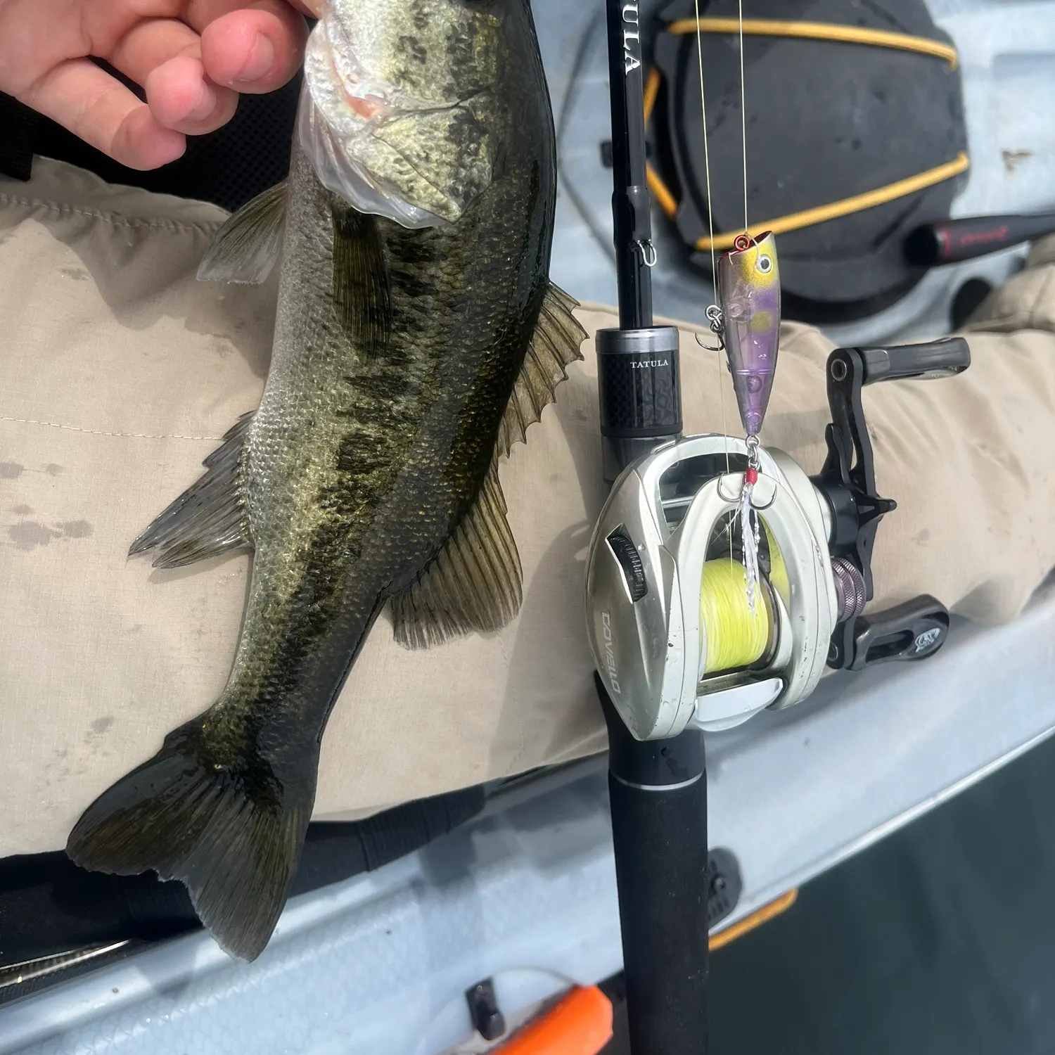 Fishing in Raleigh, NC (United States) ️️️️ Find Spots, Species & Tips