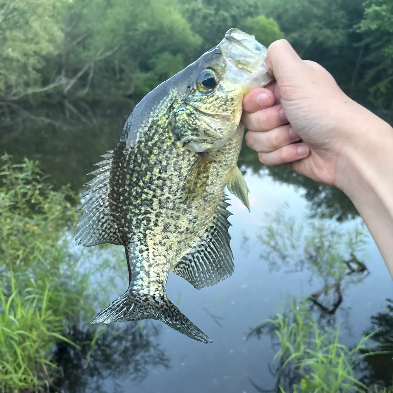 Fishing in Tulsa, OK (United States) ️️️️ Find Spots, Species & Tips