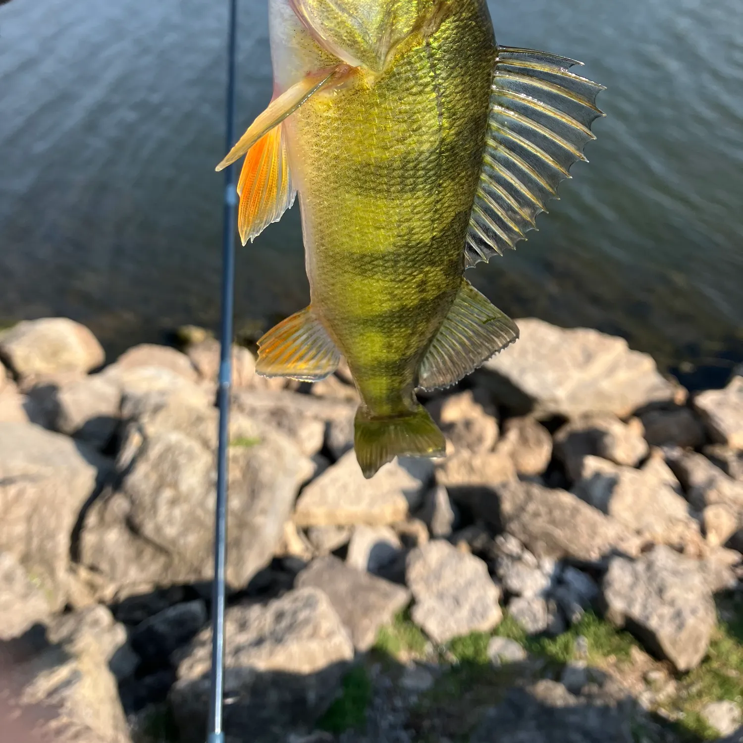 ᐅ Pymatuning Reservoir fishing reports🎣• Meadville, PA (United States ...