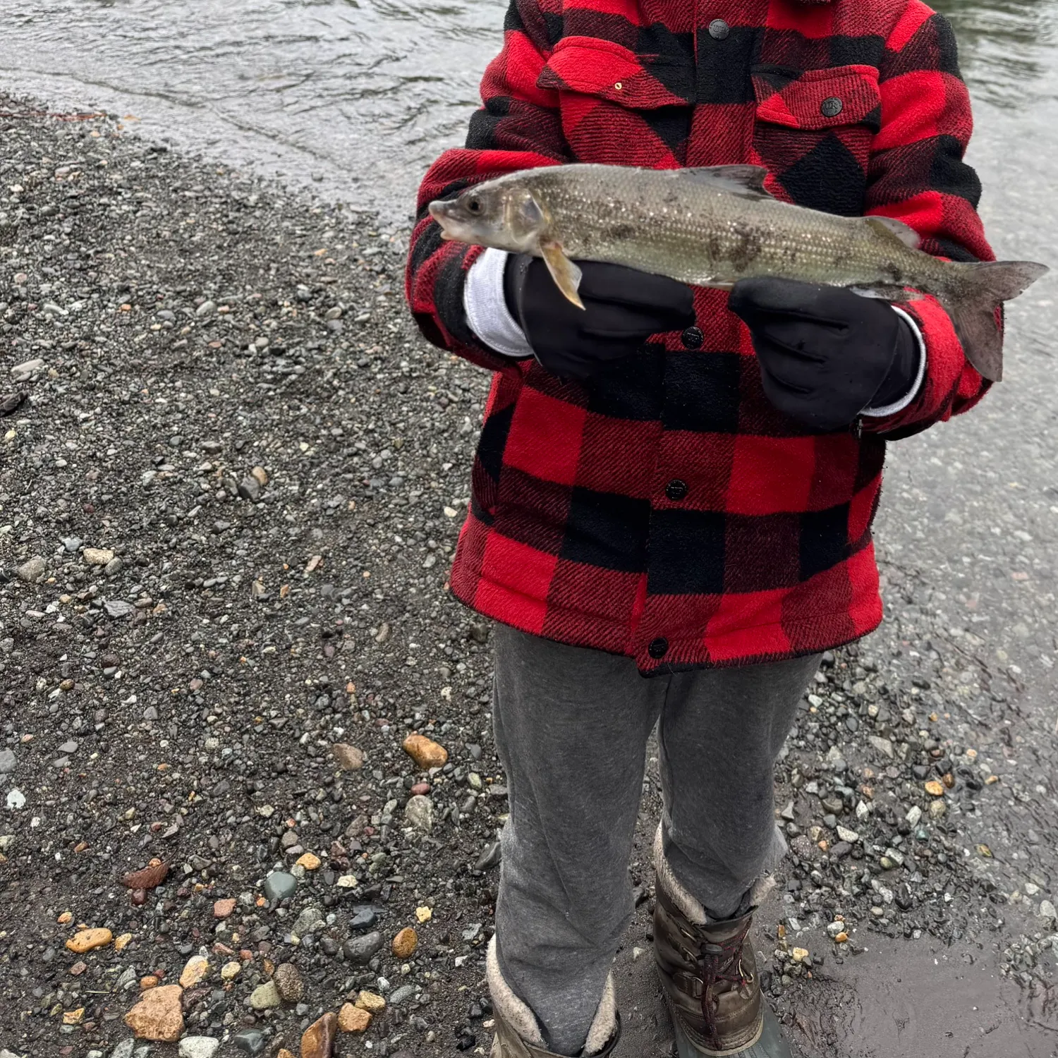 ᐅ Cowlitz River fishing reports🎣• Longview, WA (United States) fishing