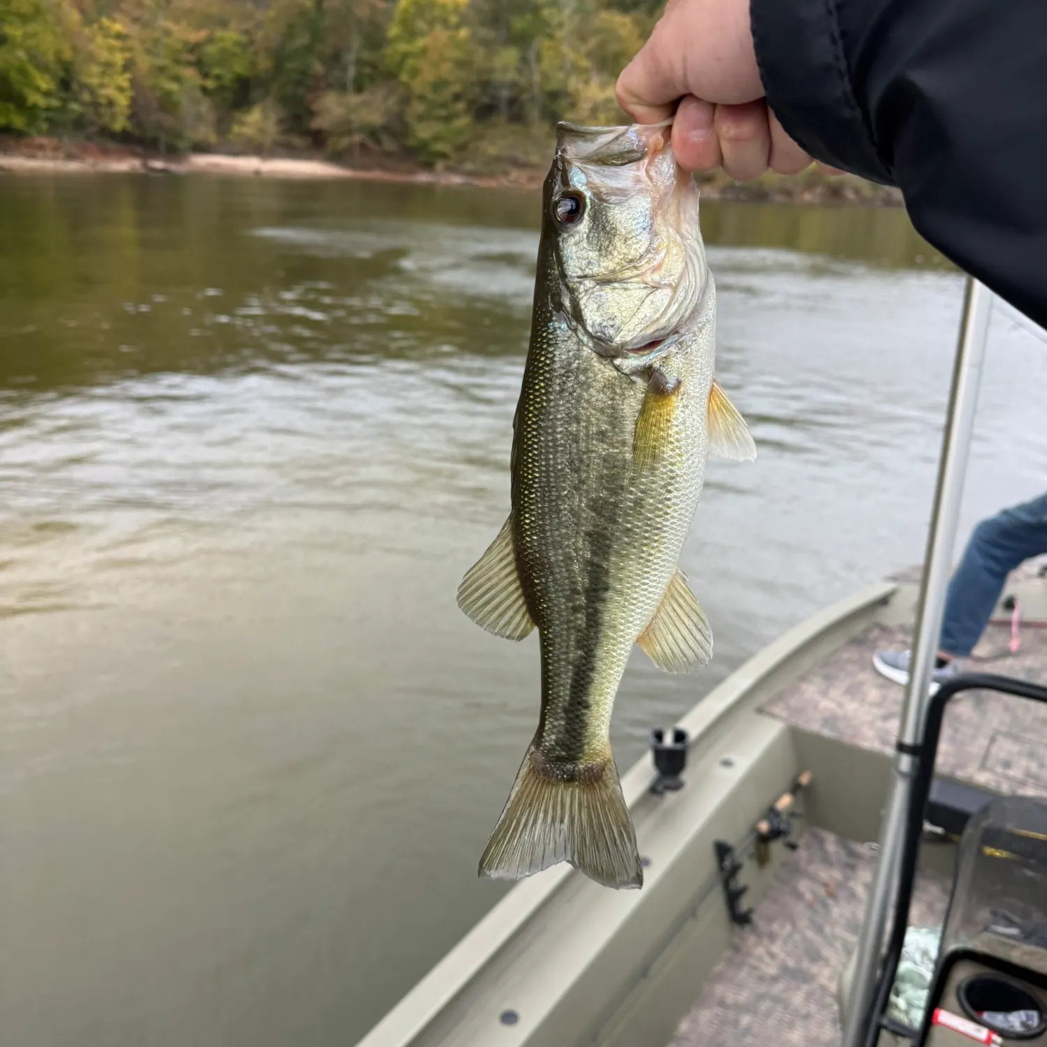 Fishing in Raleigh, NC (United States) ️️️️ Find Spots, Species & Tips