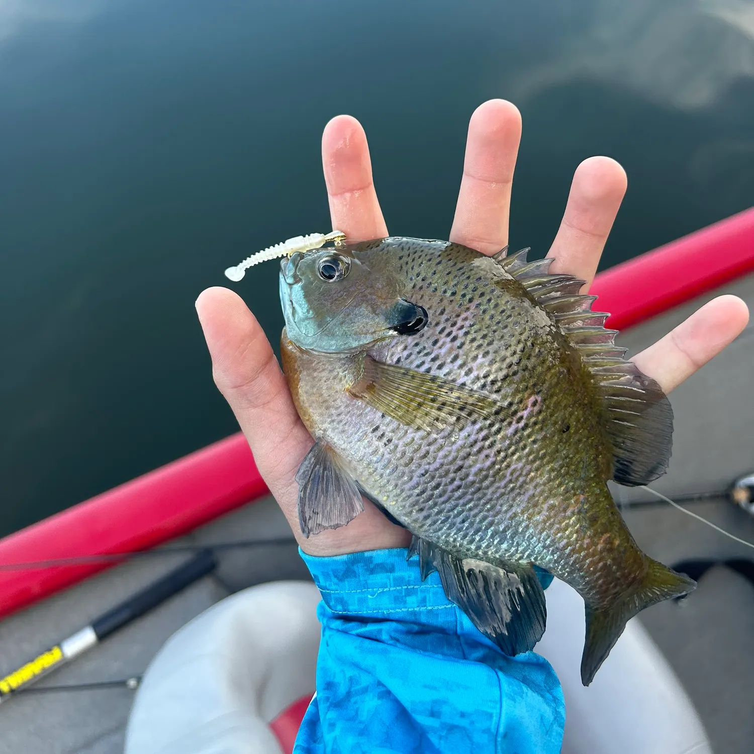 ᐅ Stockton Lake fishing reports🎣• Bolivar, MO (United States) fishing