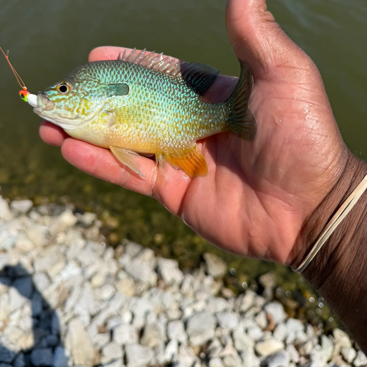 Fishing in Memphis, TN (United States) ️️️️ Find Spots, Species & Tips