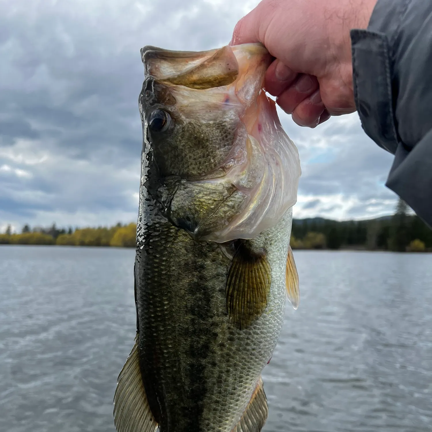 ᐅ Cocolalla Lake fishing reports🎣• Sandpoint, ID (United States) fishing