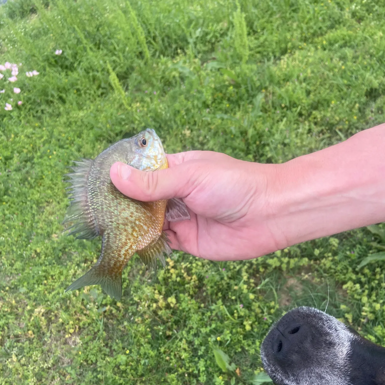 Fishing in Tulsa, OK (United States) ️️️️ Find Spots, Species & Tips