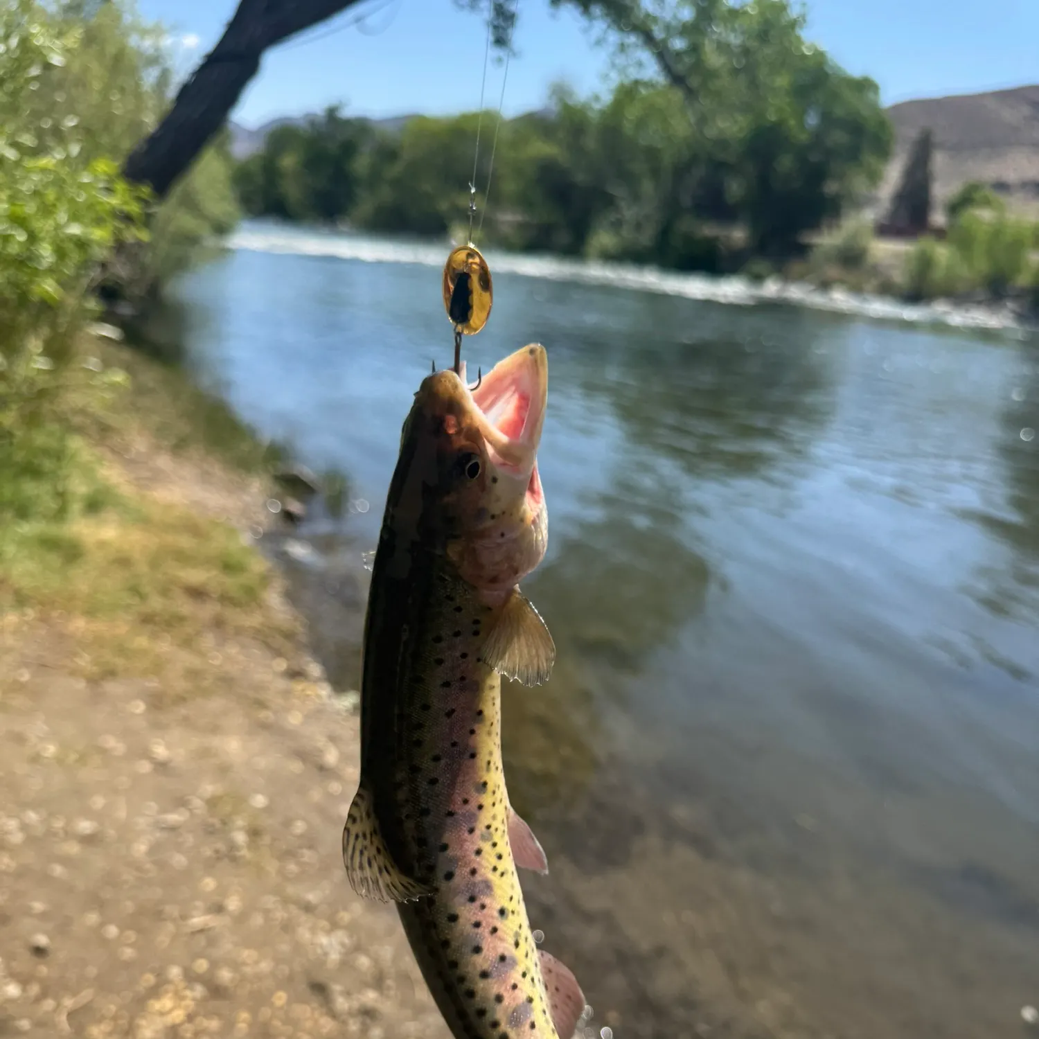 Fishing in Reno, NV (United States) ️️️️ Find Spots, Species & Tips
