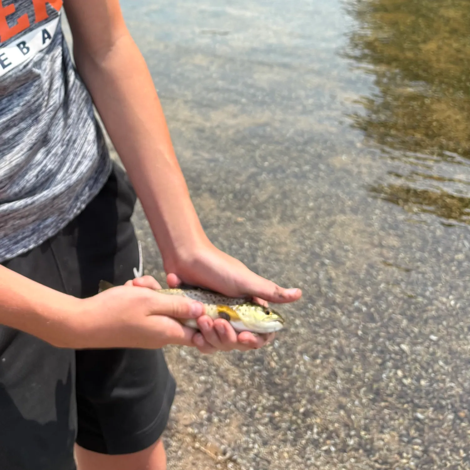 ᐅ Tippy Dam Pond fishing reports🎣• Cadillac, MI (United States) fishing