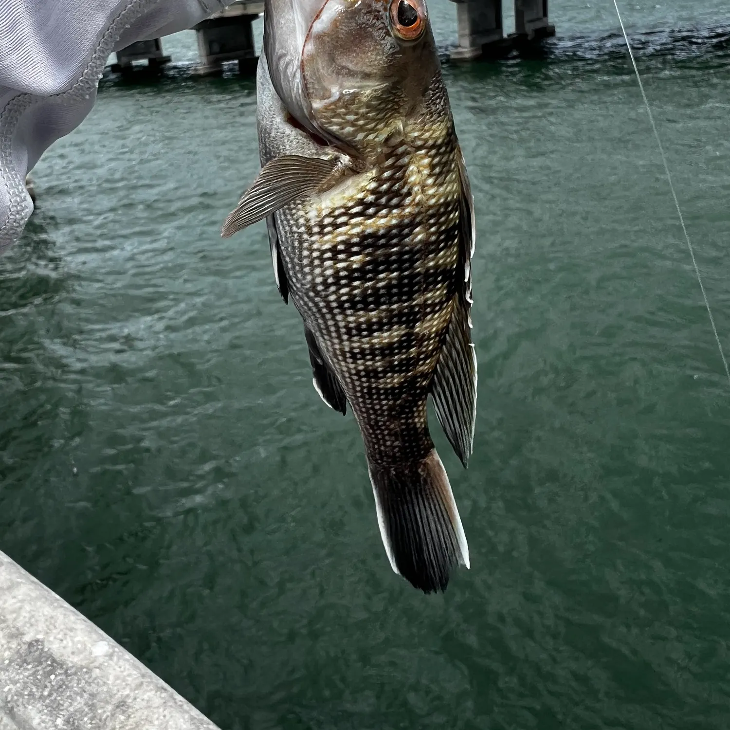 ᐅ Skyway North Fishing Pier (Sunshine Skyway) fishing reports🎣 ...