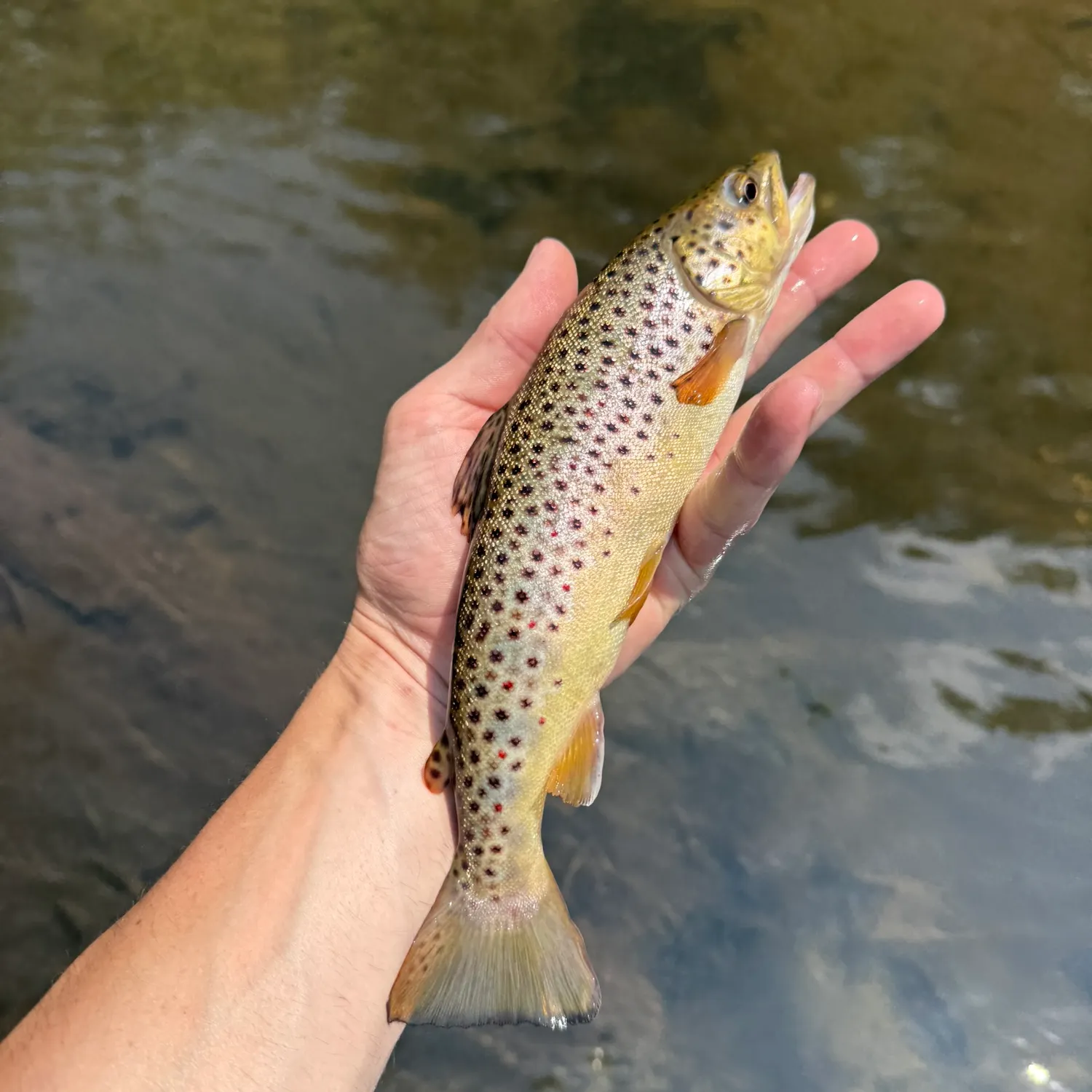 Fishing for Brown trout near you