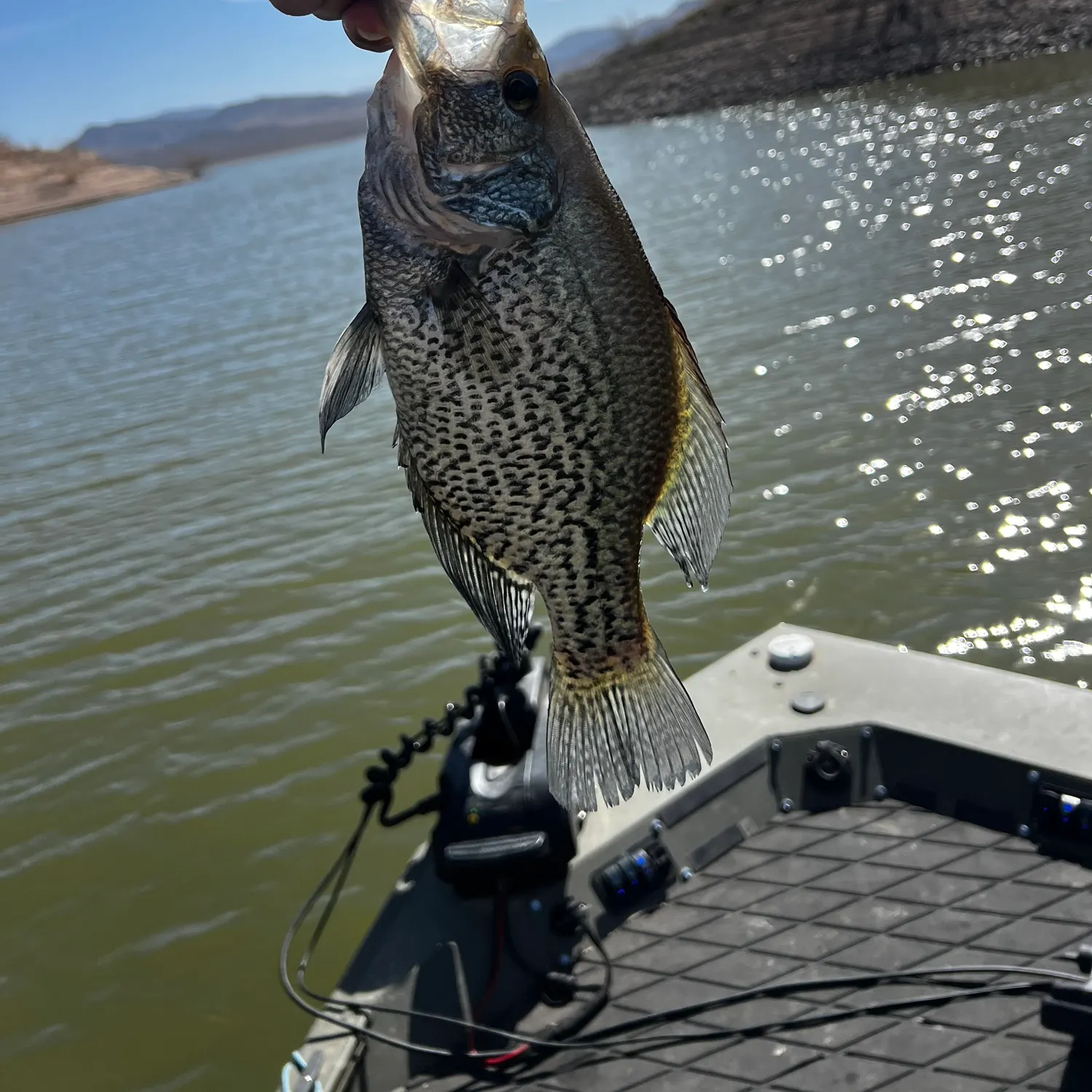 ᐅ San Carlos Reservoir fishing reports🎣• Globe, AZ (United States) fishing