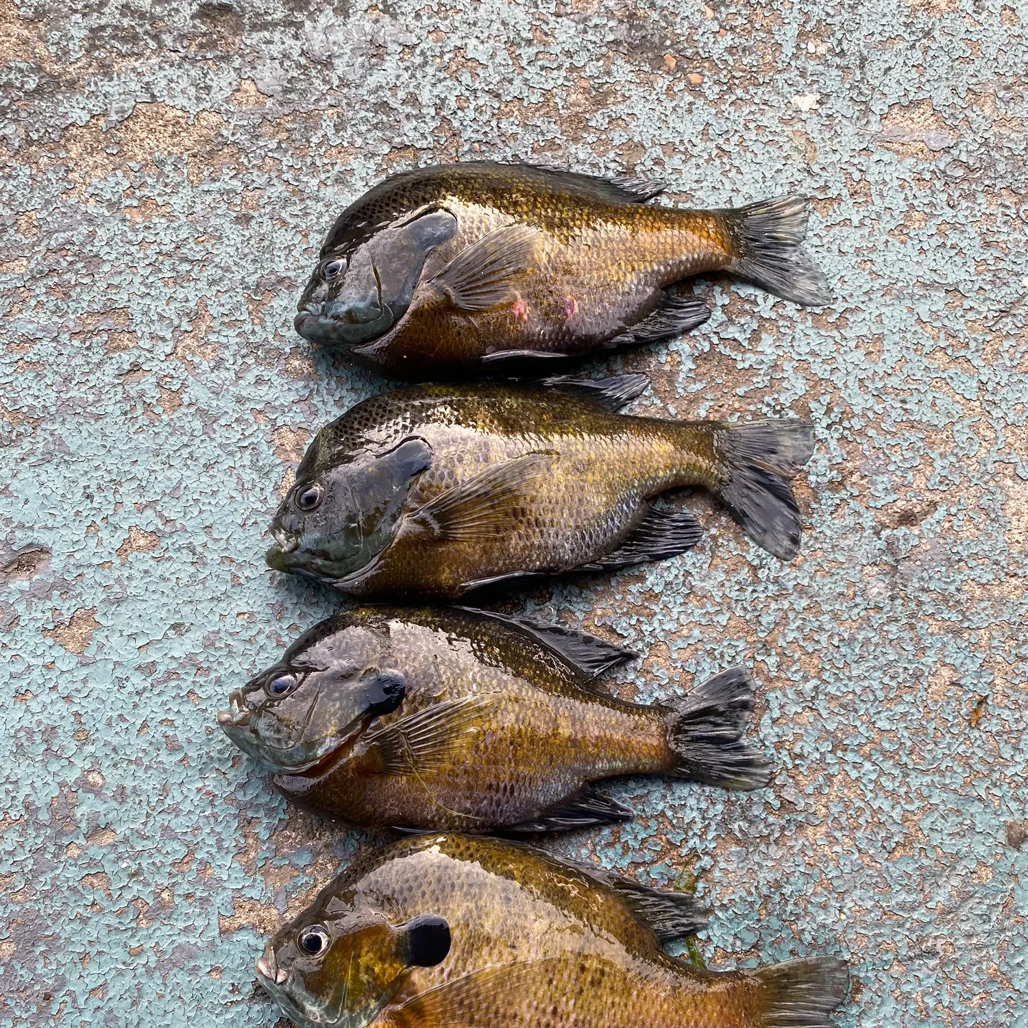 Fishing in Memphis, TN (United States) ️️️️ Find Spots, Species & Tips