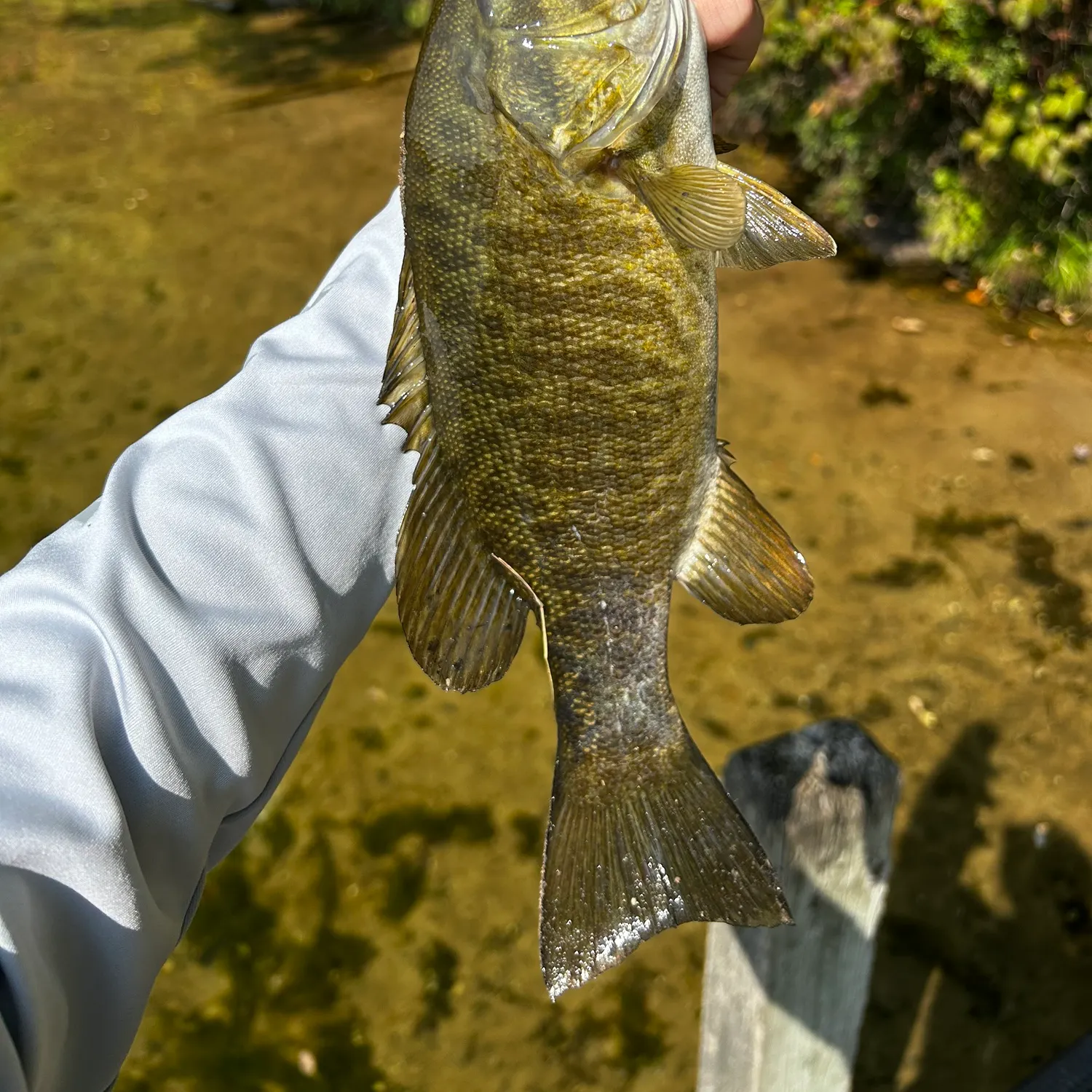 ᐅ Tippy Dam Pond fishing reports🎣• Cadillac, MI (United States) fishing