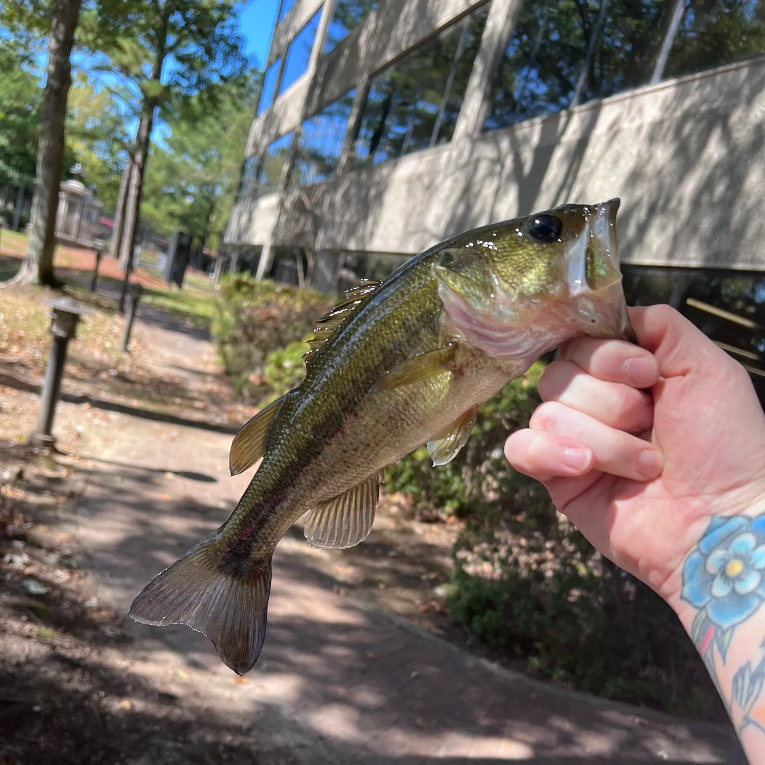 Fishing in Memphis, TN (United States) ️️️️ Find Spots, Species & Tips