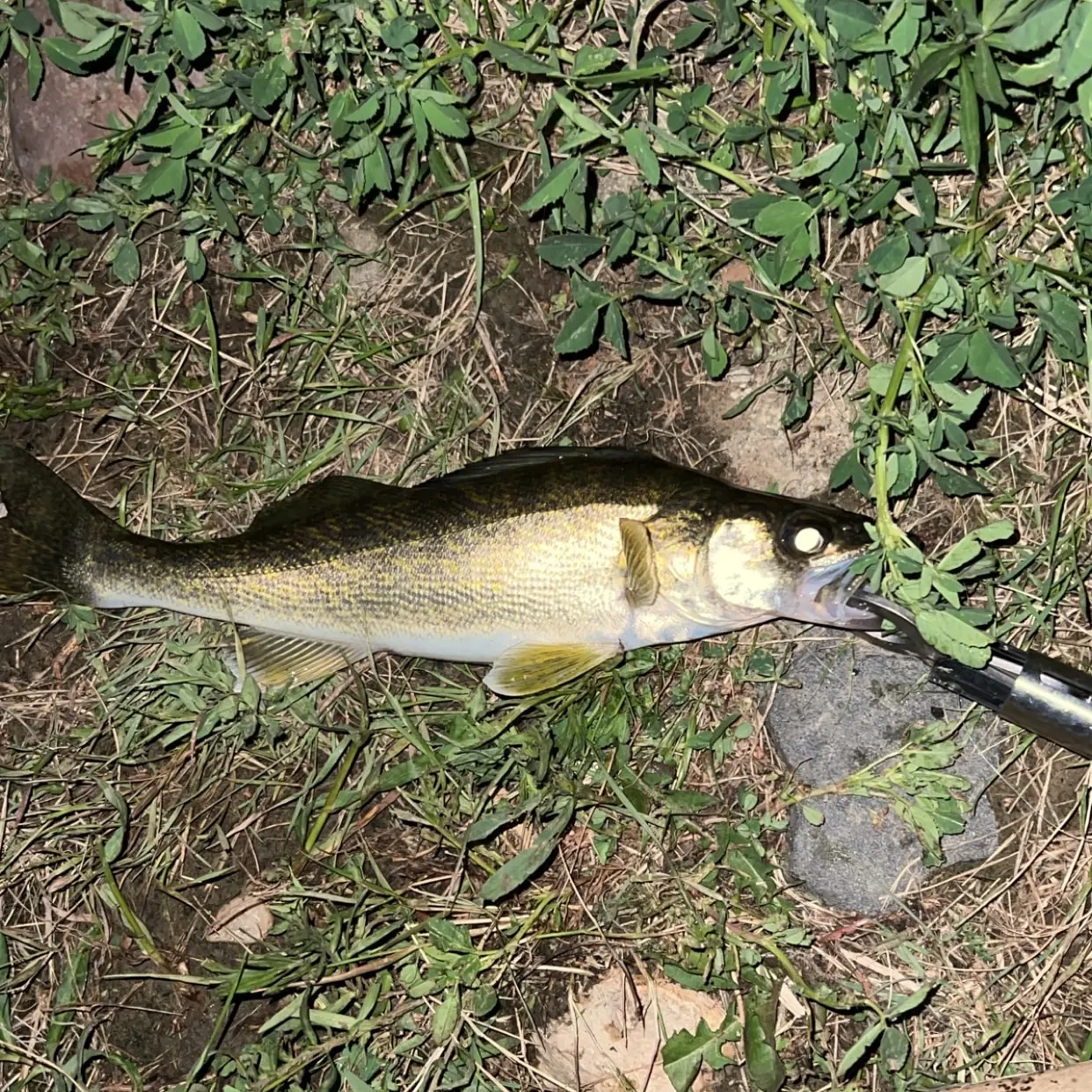 Fishing for Walleye near you