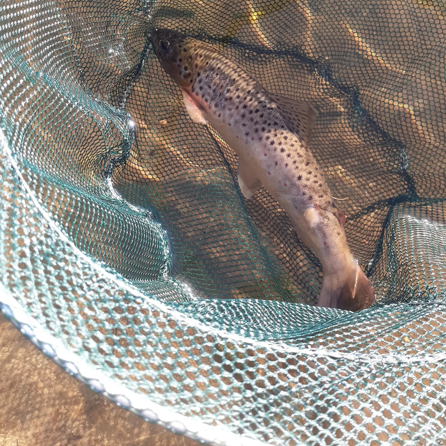 ᐅ River Dee fishing reports🎣• Scotland, United Kingdom fishing