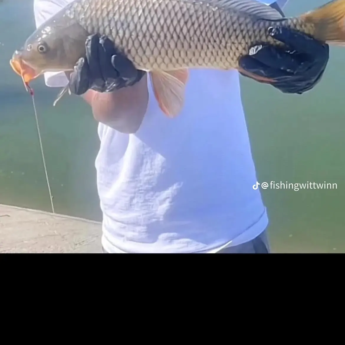 ᐅ Prado Park Lake fishing reports🎣• Chino, CA (United States) fishing