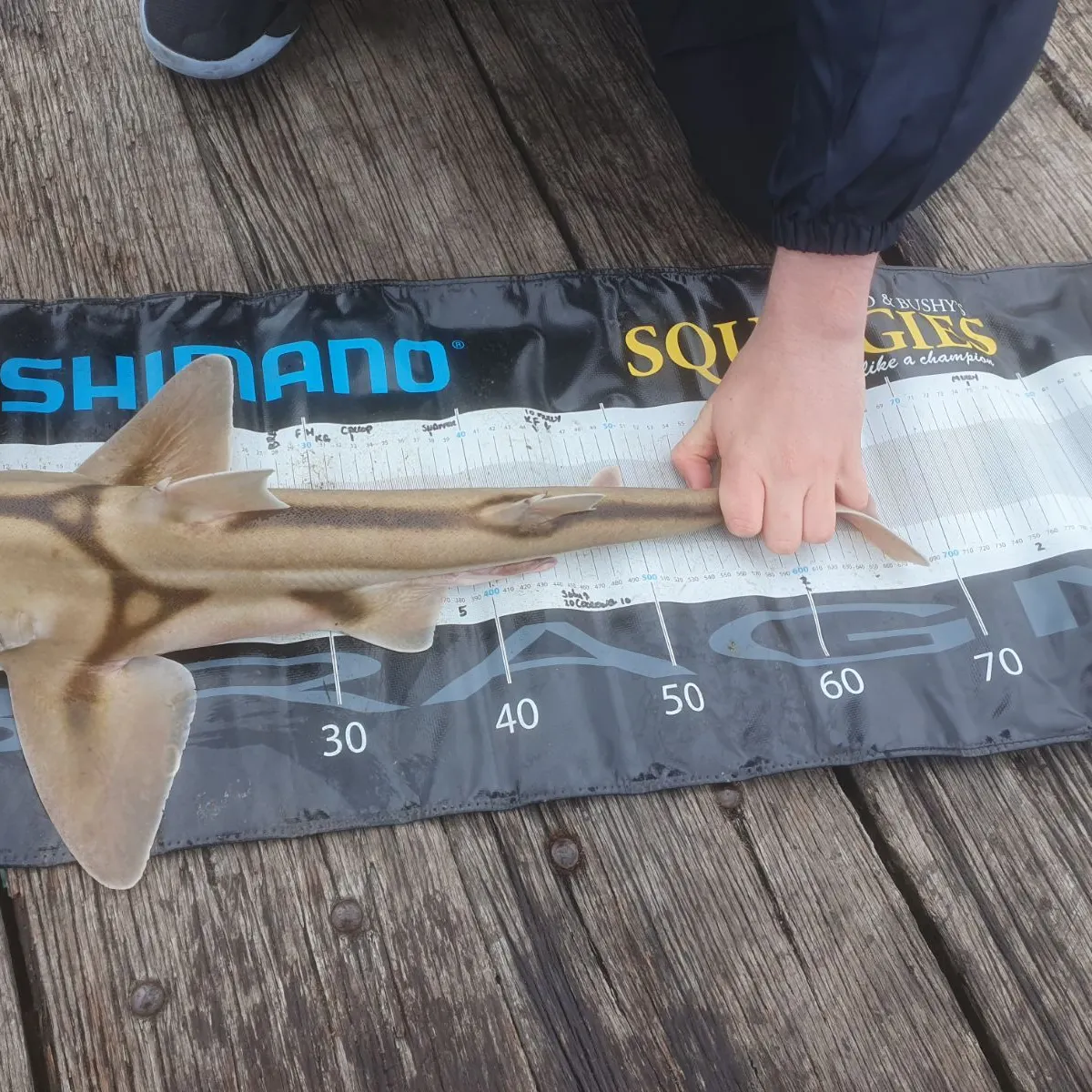 ᐅ Port Noarlunga Jetty fishing reports🎣• South Australia, Australia fishing