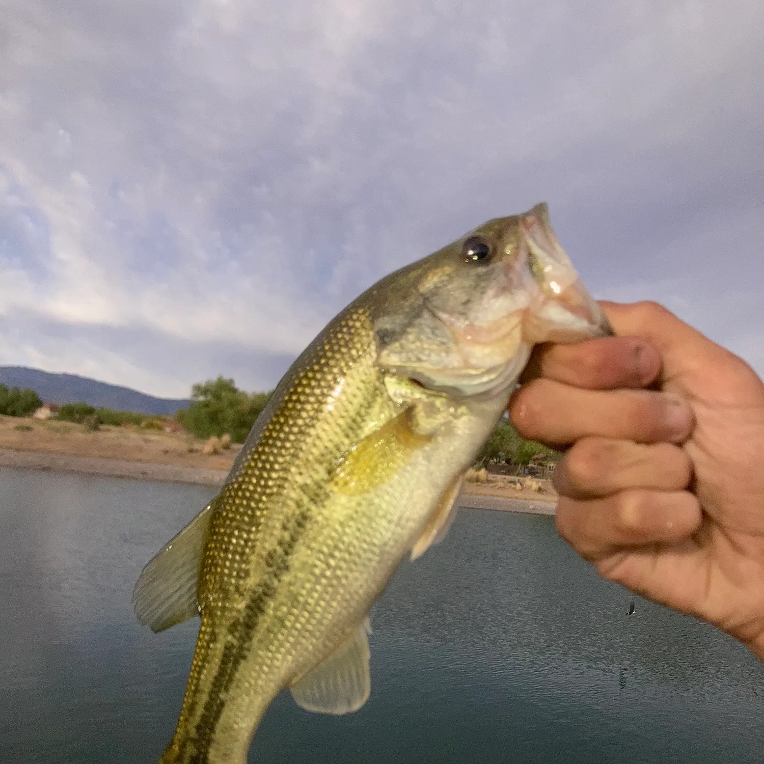 Fishing in Tucson, AZ (United States) ️️️️ Find Spots, Species & Tips