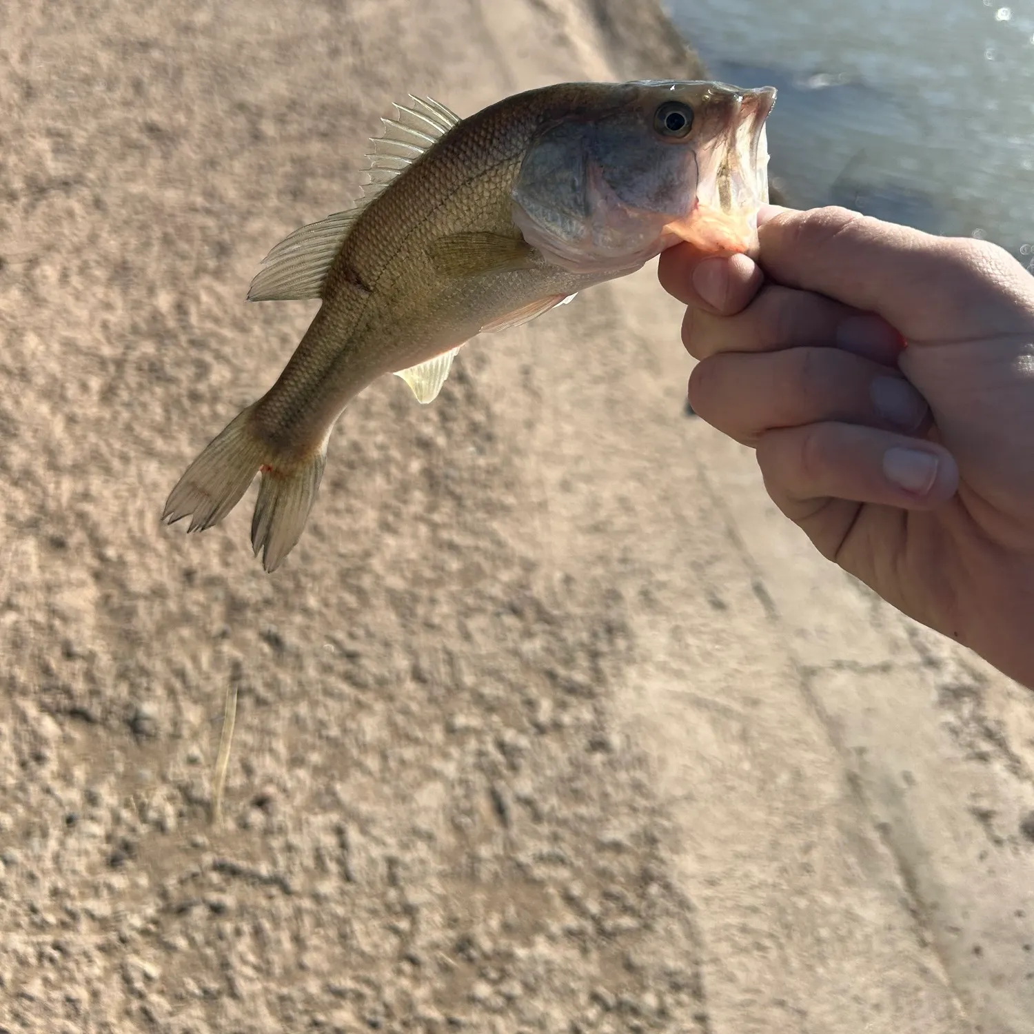 Fishing in Albuquerque, NM (United States) ️️️️ Find Spots, Species & Tips
