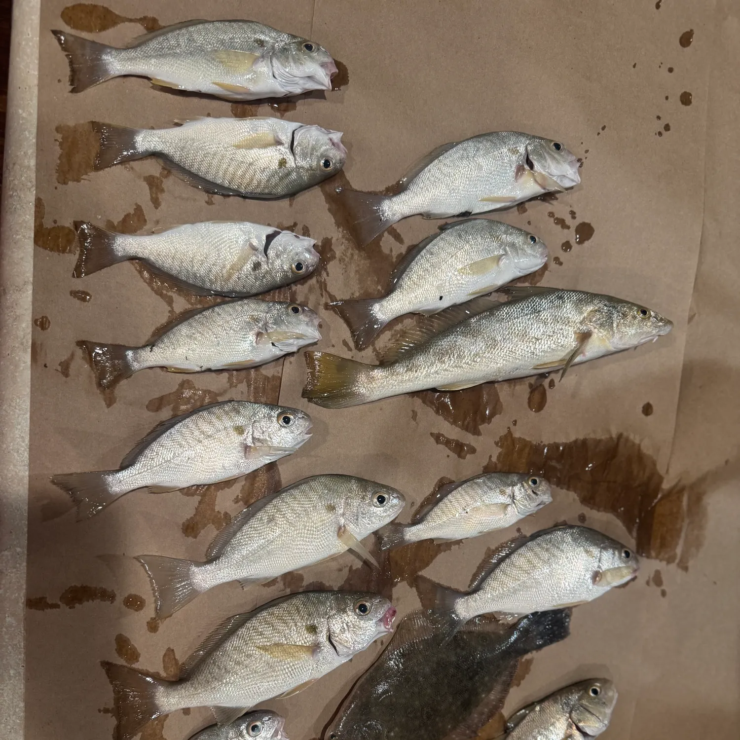 ᐅ James River Fishing Pier fishing reports🎣• Hampton, VA (United States ...