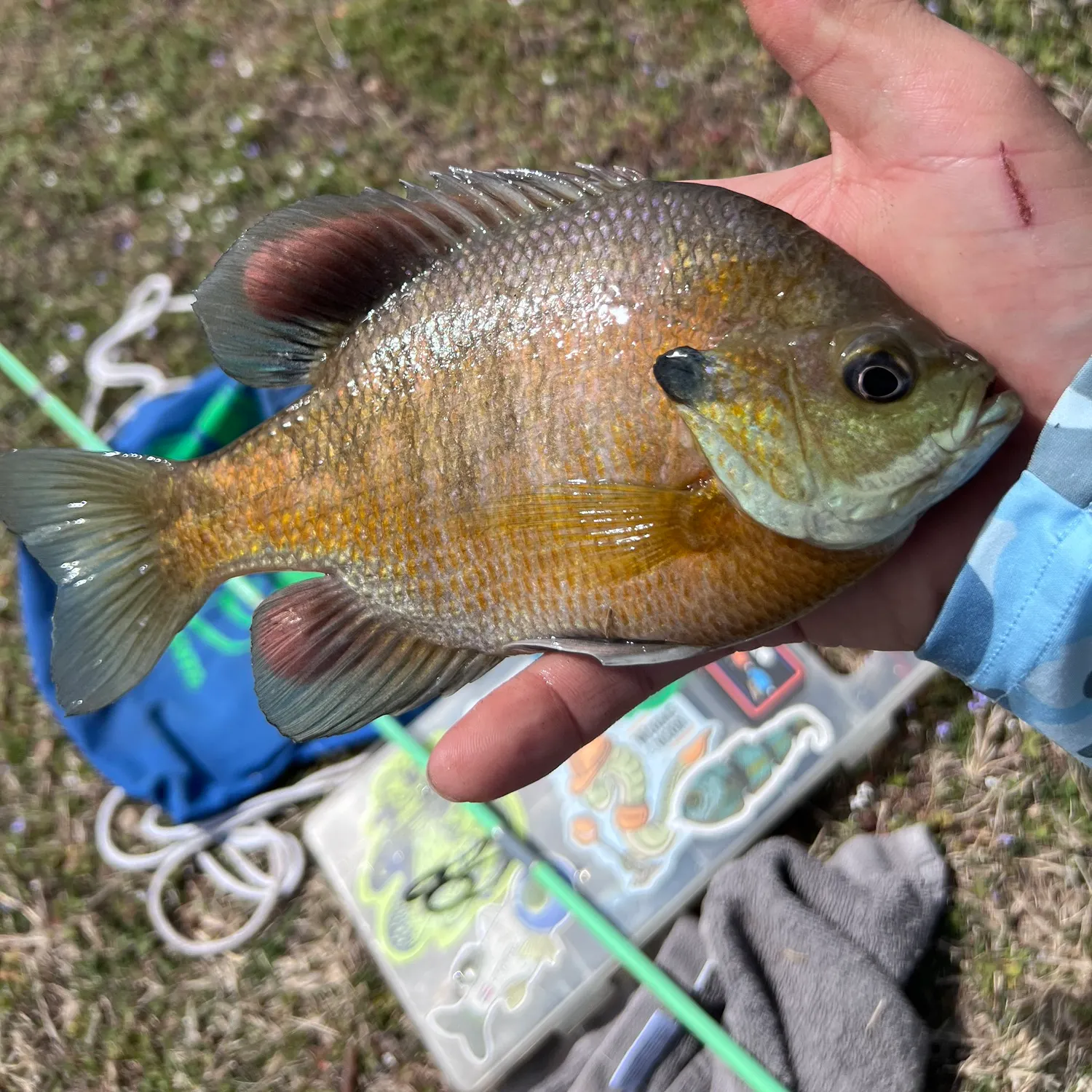 Fishing in Tulsa, OK (United States) ️️️️ Find Spots, Species & Tips