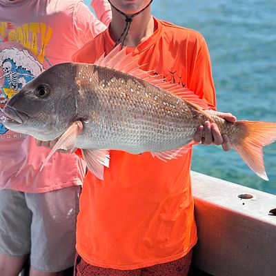 Fishing for Australasian snapper near you