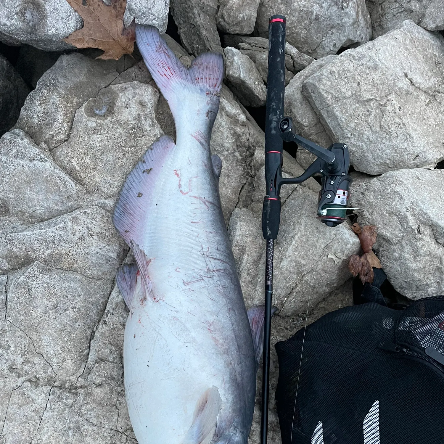 ᐅ Hoover Reservoir fishing reports🎣• Westerville, OH (United States ...