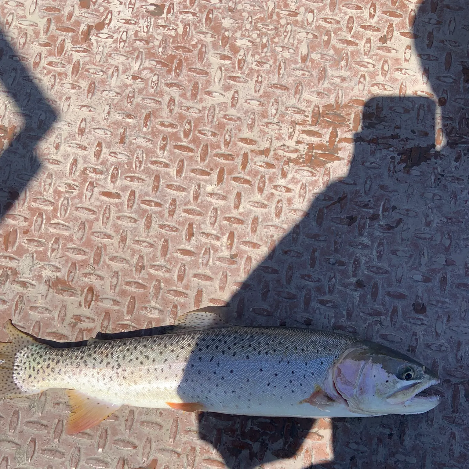 Fishing in Fargo, ND (United States) ️️️️ Find Spots, Species & Tips