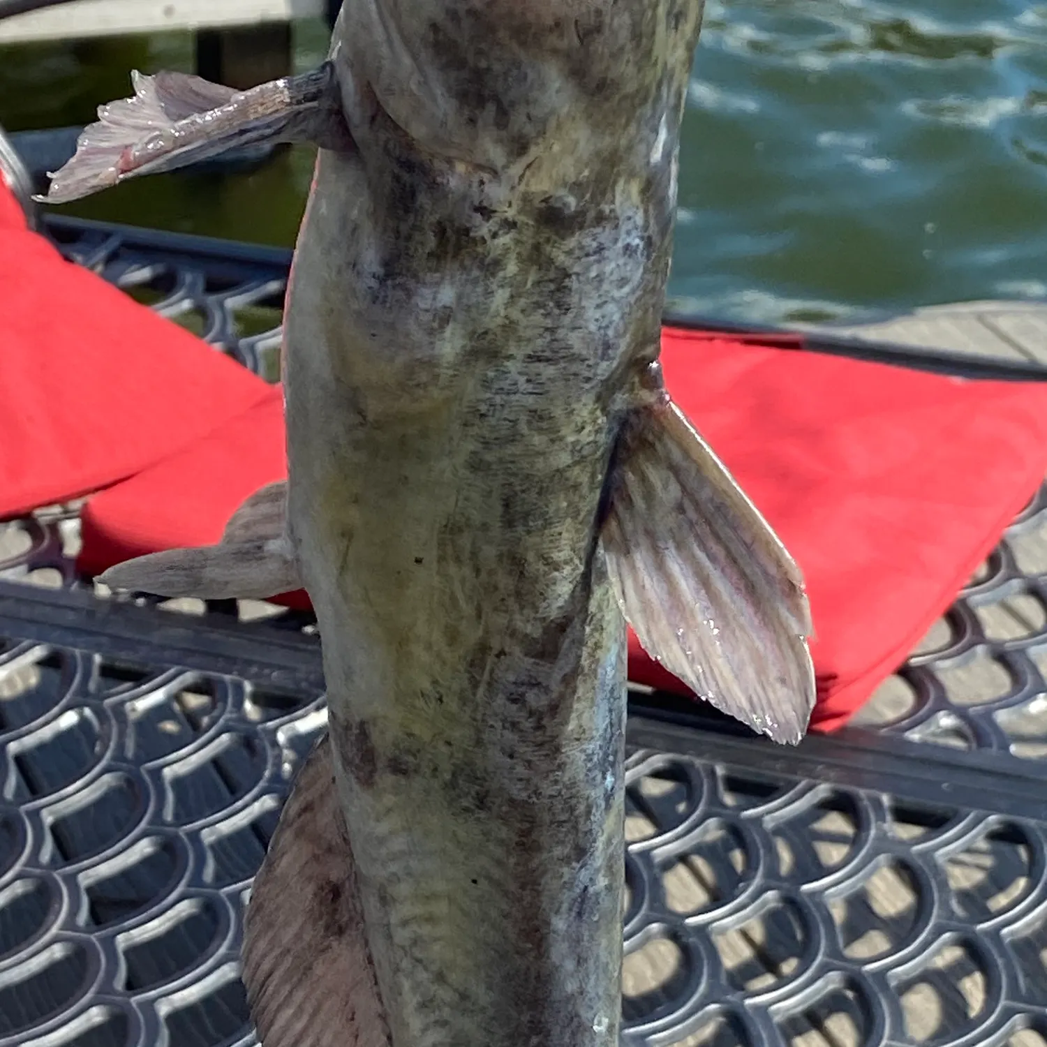 ᐅ Lake Conroe fishing reports🎣• Conroe, TX (United States) fishing