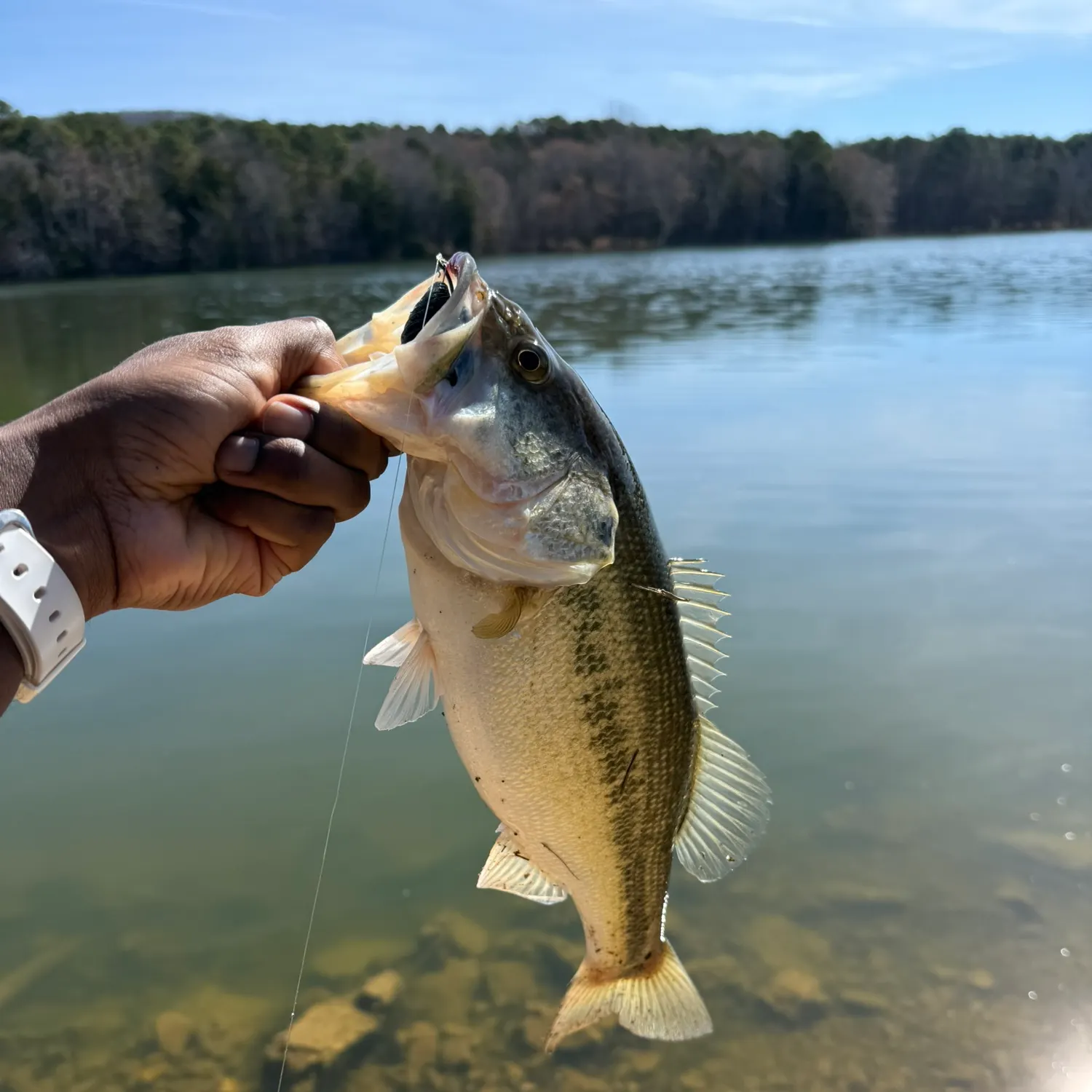 ᐅ Madison County Lake fishing reports🎣• Huntsville, AL (United States ...