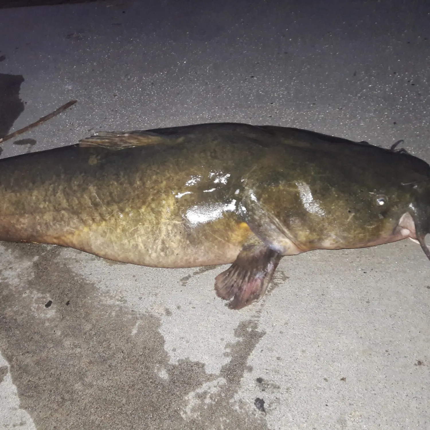 Fishing in Wichita, KS (United States) ️️️️ Find Spots, Species & Tips