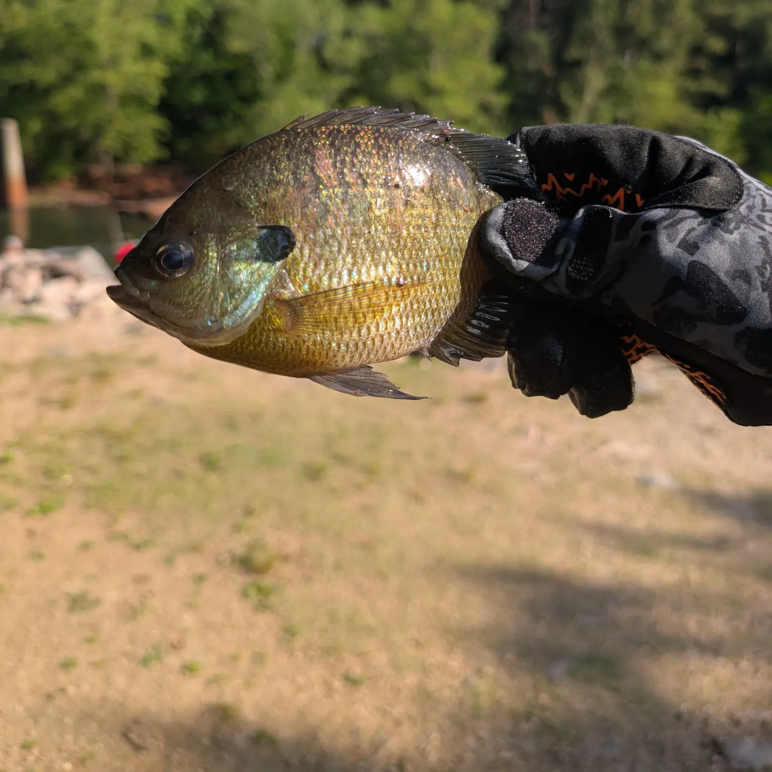 Fishing in Raleigh, NC (United States) ️️️️ Find Spots, Species & Tips