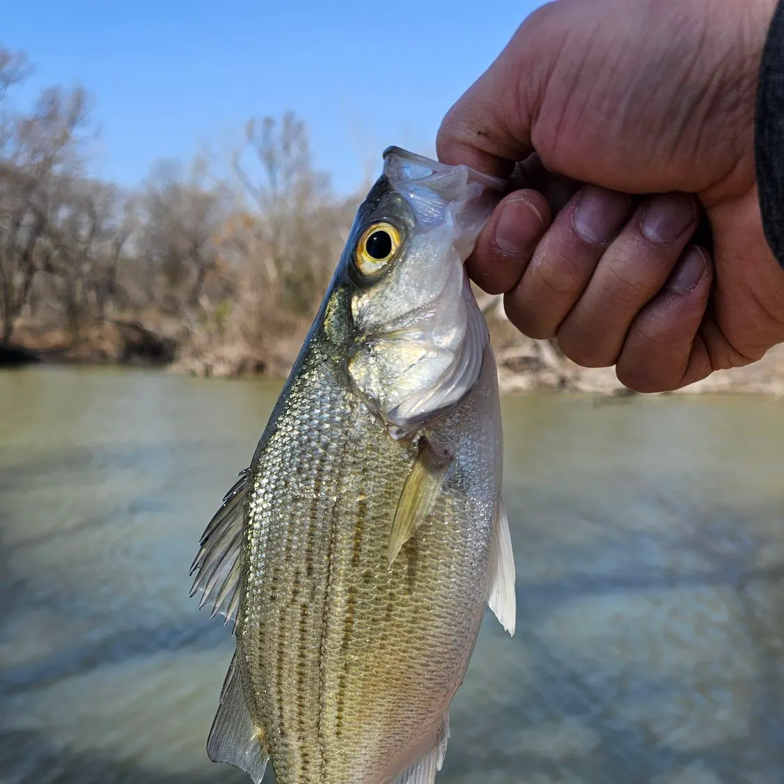 ᐅ Lake Pat Cleburne fishing reports🎣• Cleburne, TX (United States) fishing