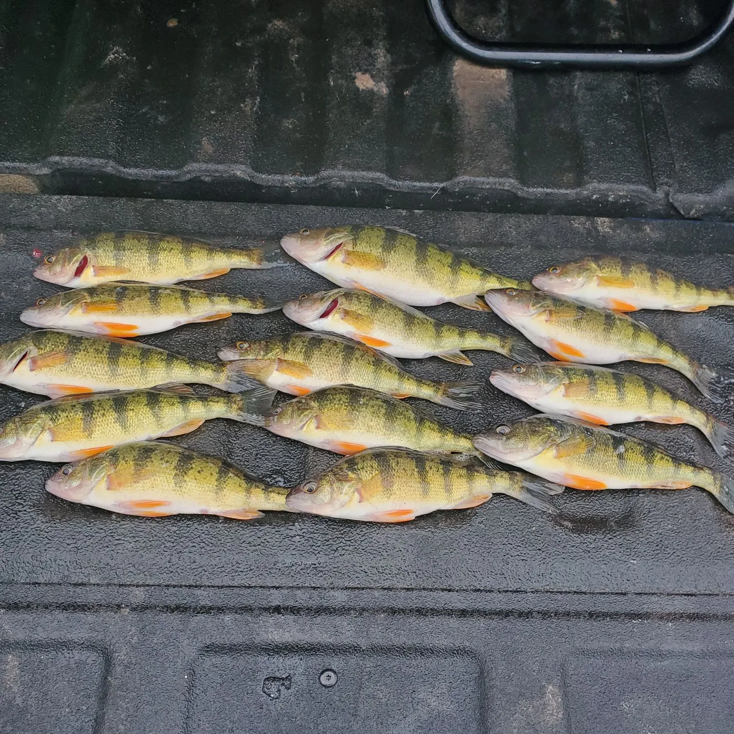 Fishing for Yellow perch near you