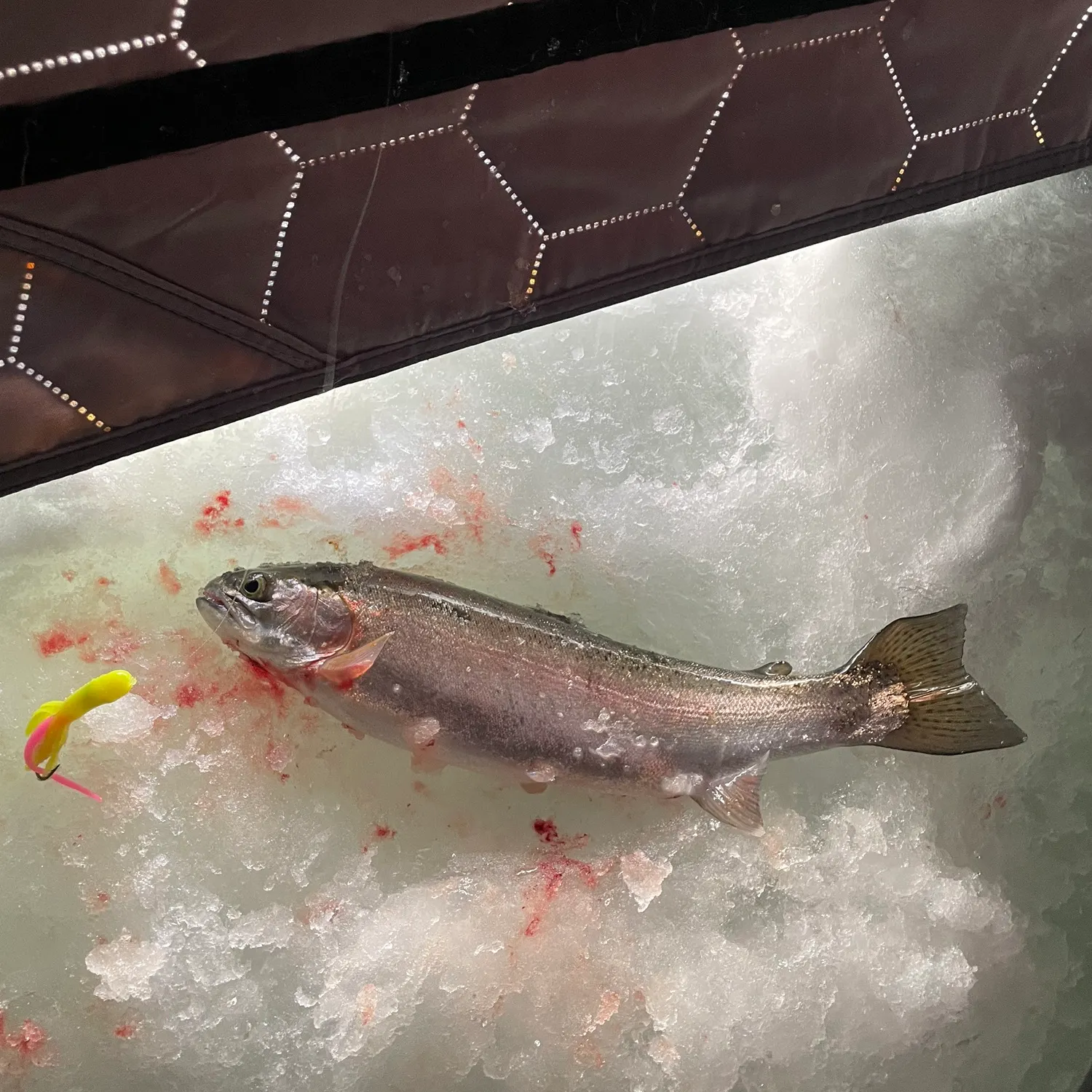 ᐅ Strawberry Reservoir fishing reports🎣• Springville, UT (United States ...
