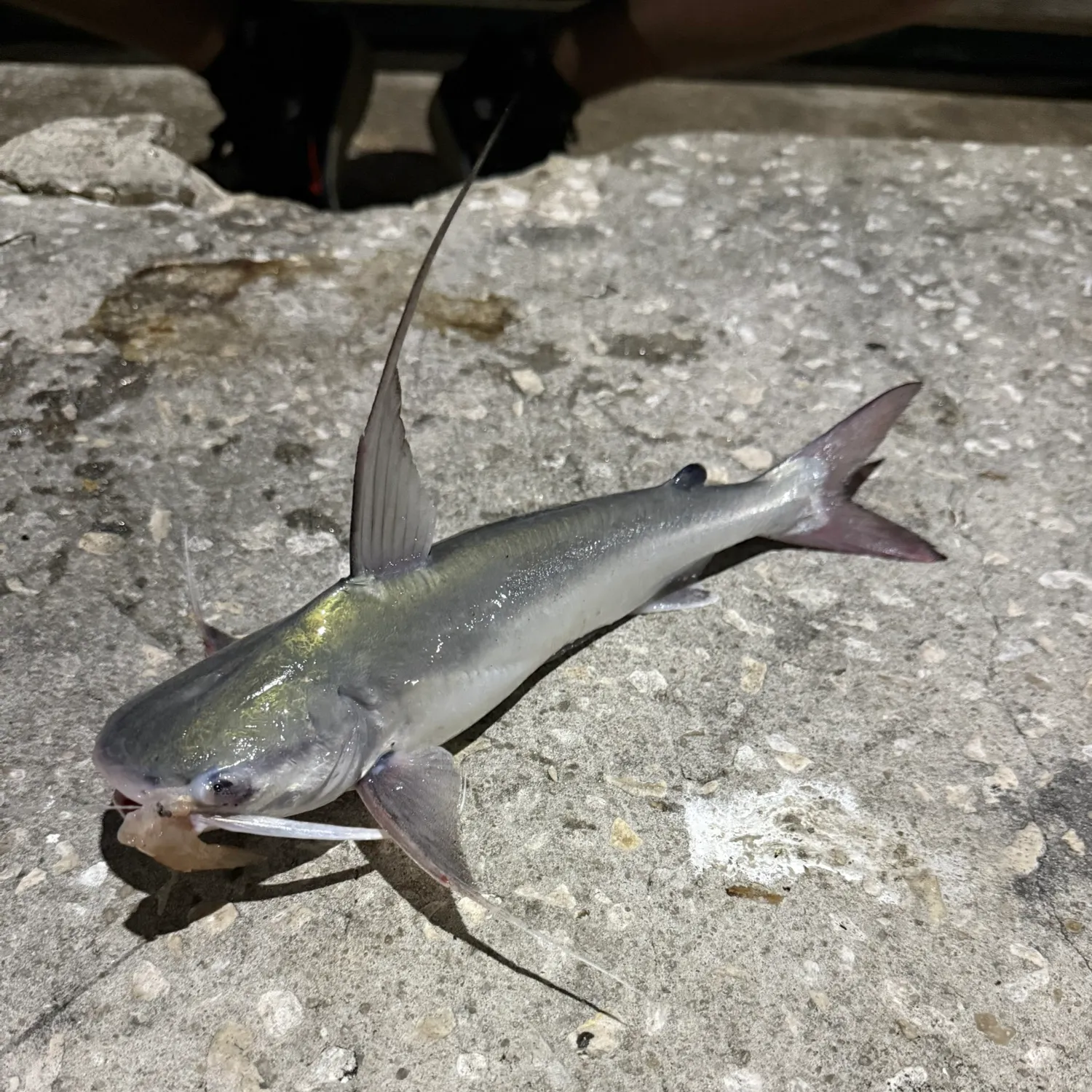 ᐅ Skyway North Fishing Pier (Sunshine Skyway) fishing reports🎣 ...