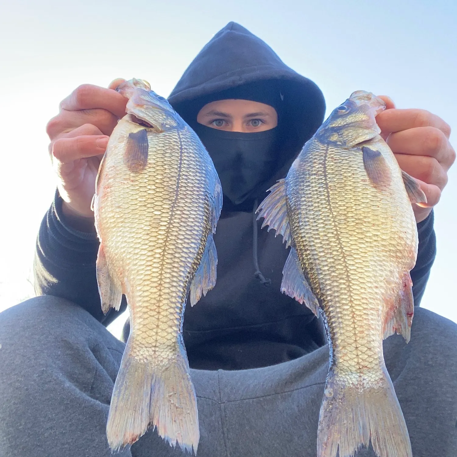 Fishing for White perch near you