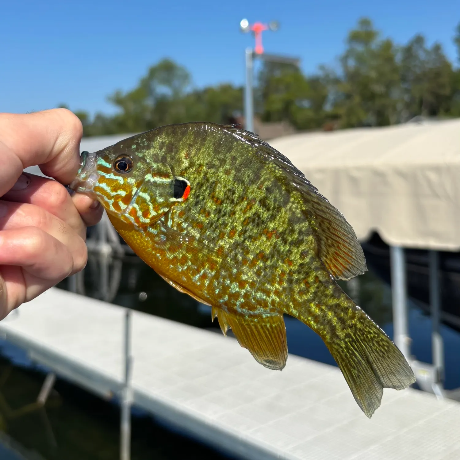 ᐅ Cass Lake fishing reports🎣• Bemidji, MN (United States) fishing
