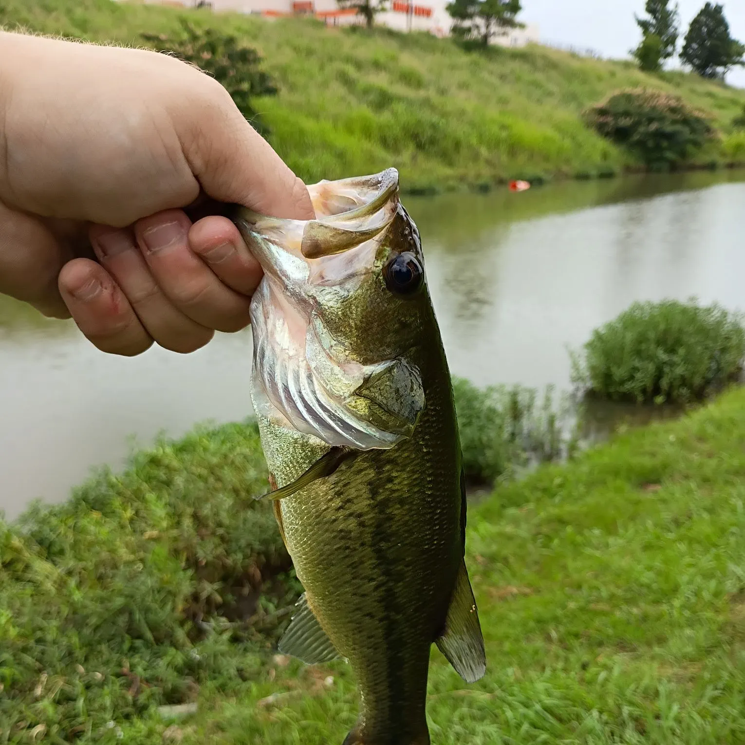 Fishing in Tulsa, OK (United States) ️️️️ Find Spots, Species & Tips