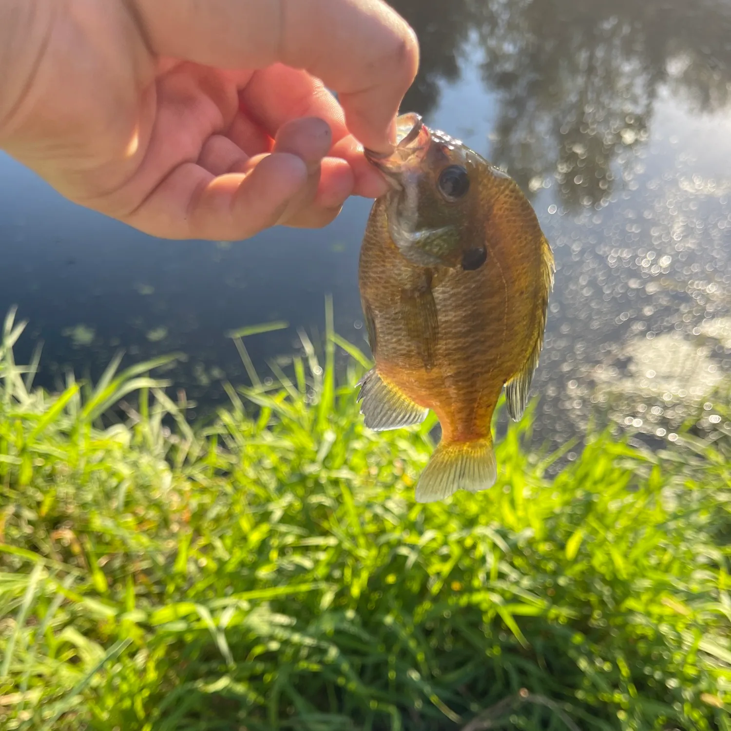 Fishing in Omaha, NE (United States) ️️️️ Find Spots, Species & Tips