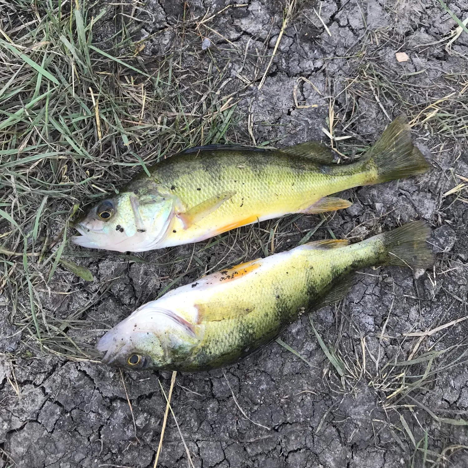 Fishing in Fargo, ND (United States) ️️️️ Find Spots, Species & Tips