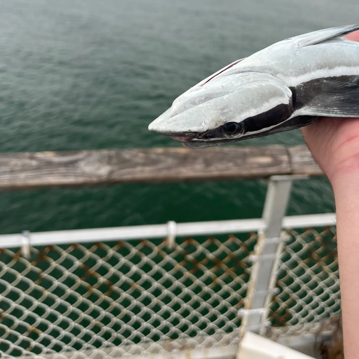 ᐅ Okaloosa County Pier fishing reports🎣• Fort Walton Beach, FL (United ...