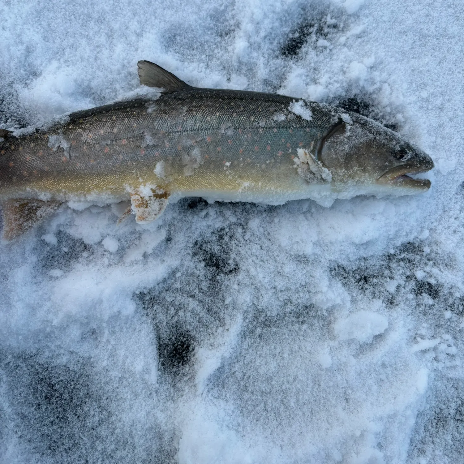 ᐅ Cowlitz River fishing reports🎣• Longview, WA (United States) fishing