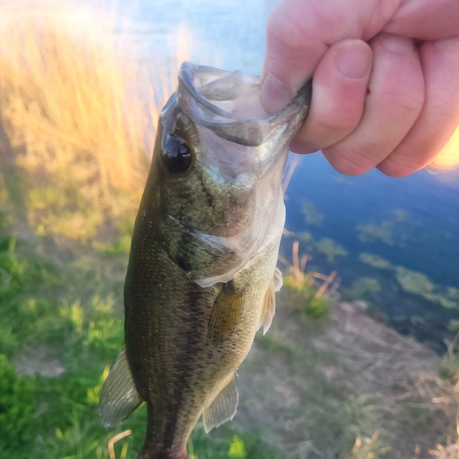 Fishing for Largemouth bass near you