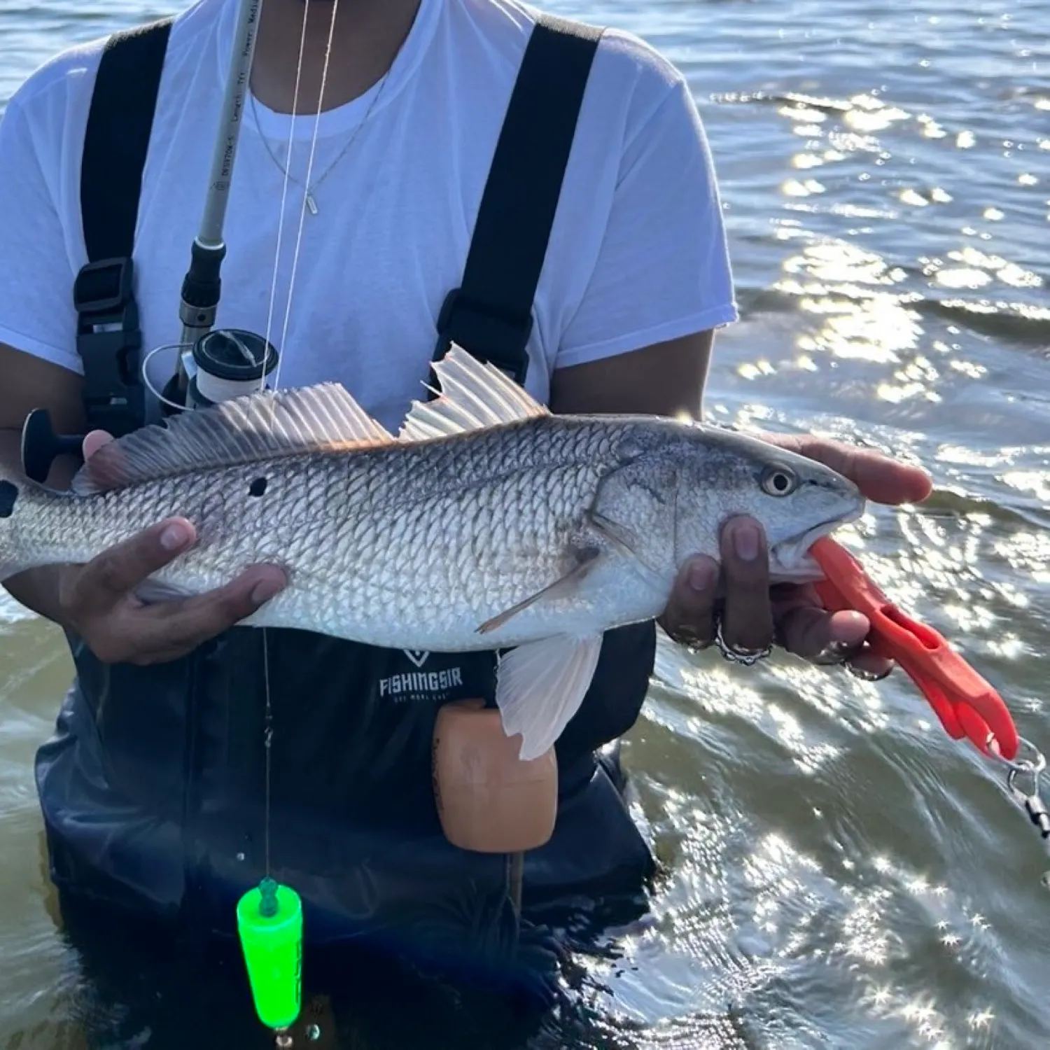 ᐅ Packery Channel fishing reports🎣• Corpus Christi, TX (United States ...