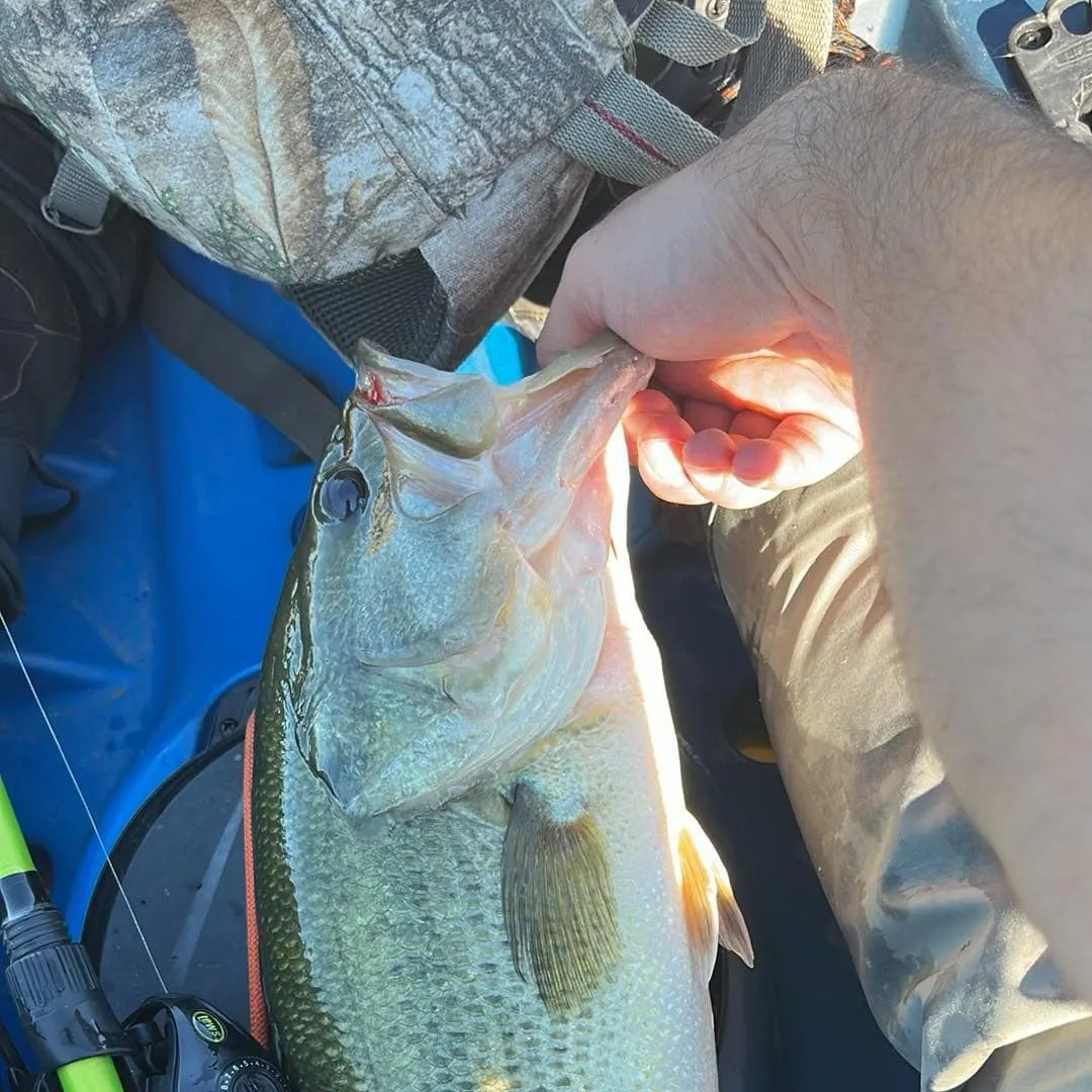 Fishing in Reno, NV (United States) ️️️️ Find Spots, Species & Tips