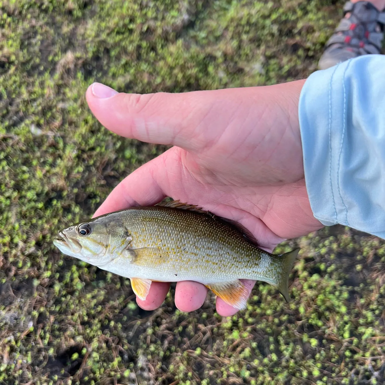 ᐅ Anderson Ranch Reservoir fishing reports🎣• Mountain Home, ID (United ...