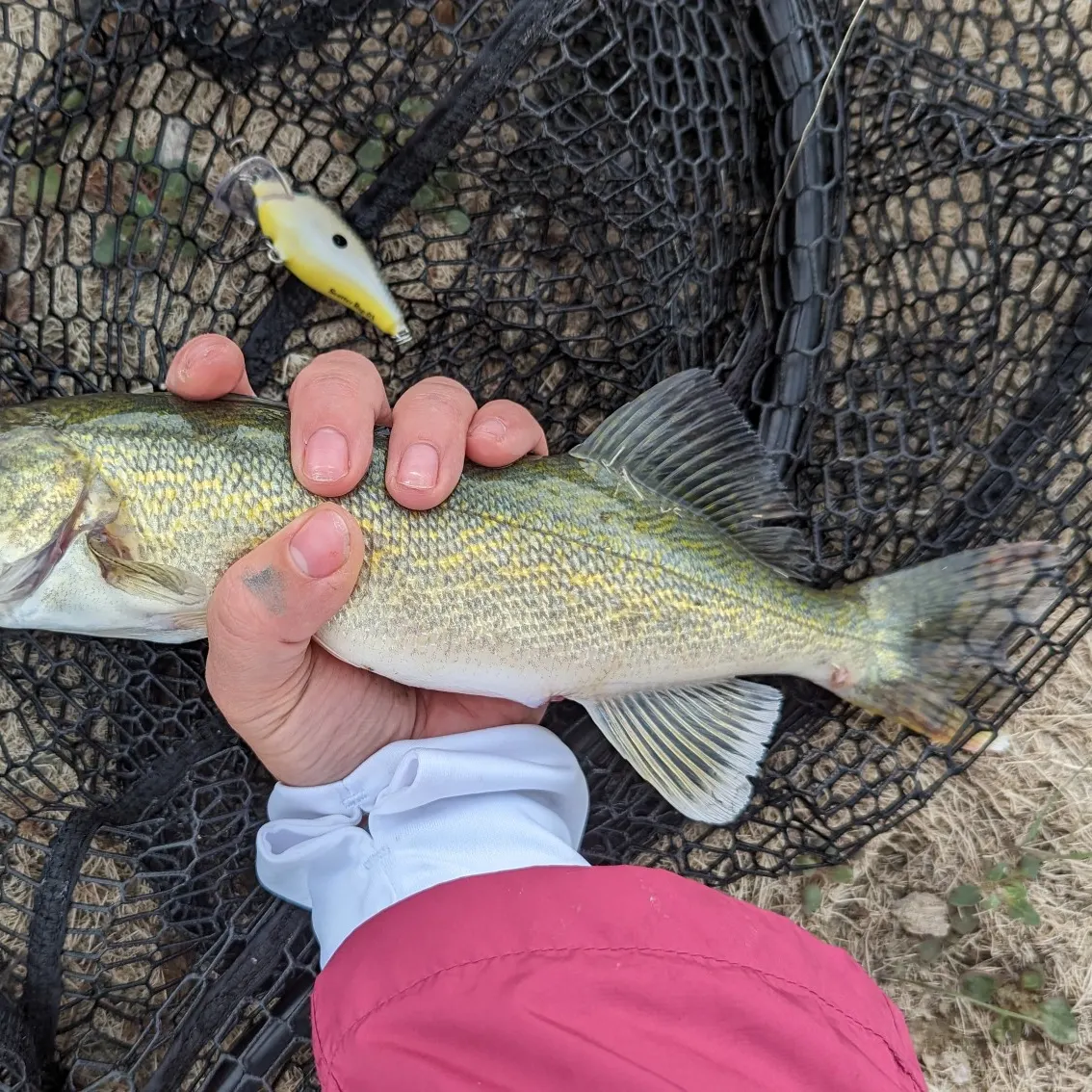 ᐅ Pine Coulee Reservoir fishing reports🎣• Alberta, Canada fishing